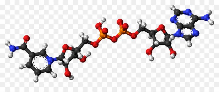 Calcitonina - Laboratorio Análisis Clínicos - Citolab
